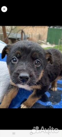 Щенок в добрые руки бесплатно