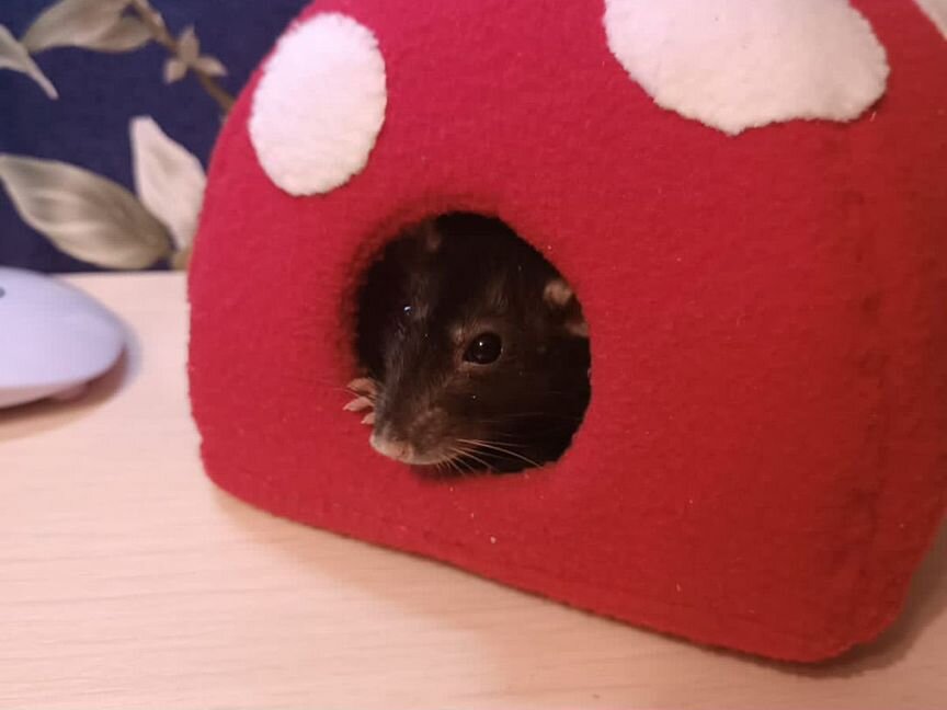 Домик для крысы,хомяка,дегу,грызунов