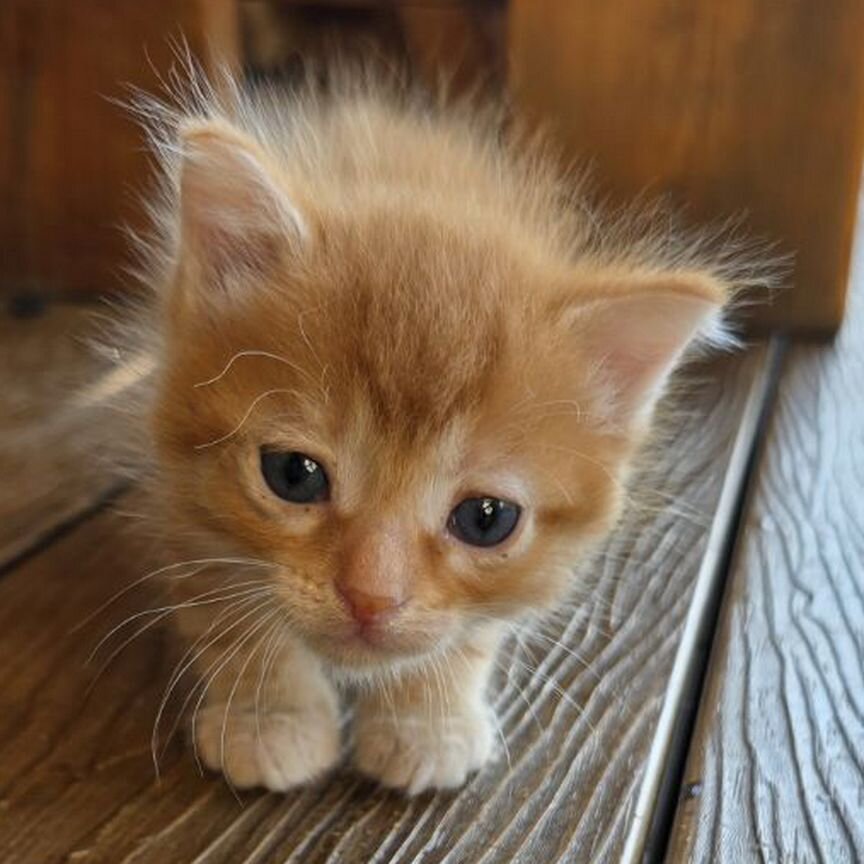 Сибирский котёнок