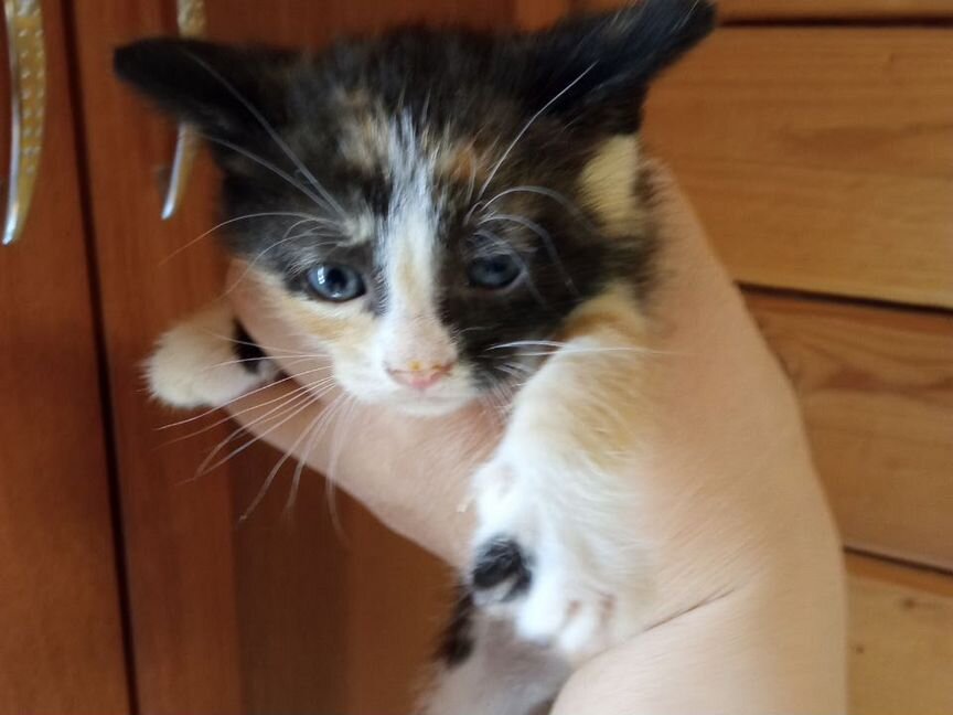 Котенок в добрые руки