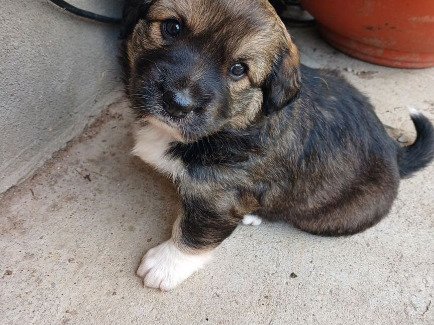 Собака в добрые руки отдам бесплатно