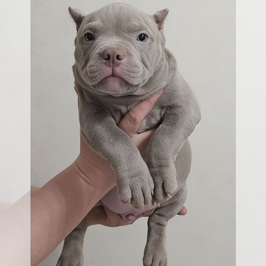 Американский булли, щенок