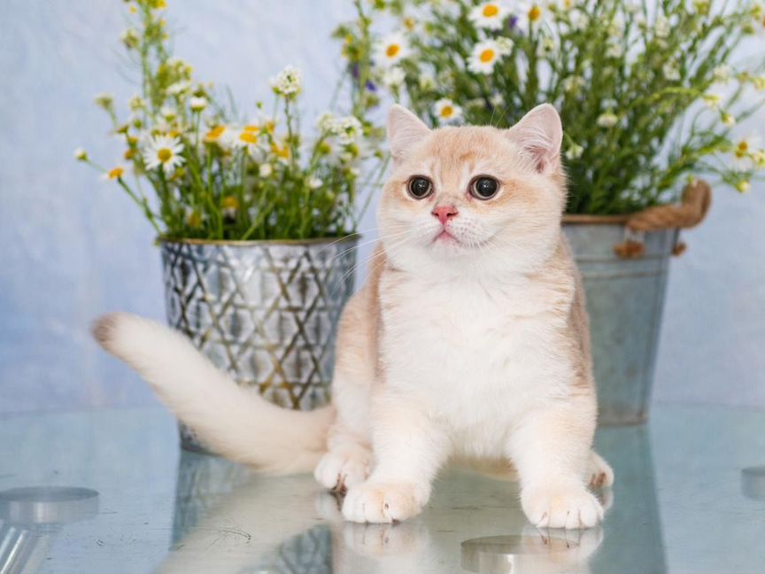 Лиловое золото котята
