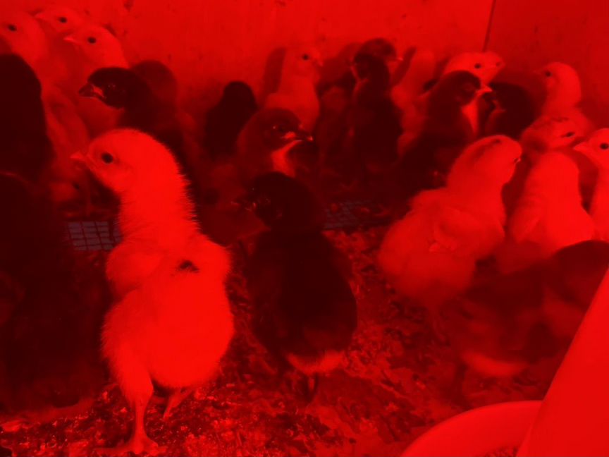 Циплята мясояичные