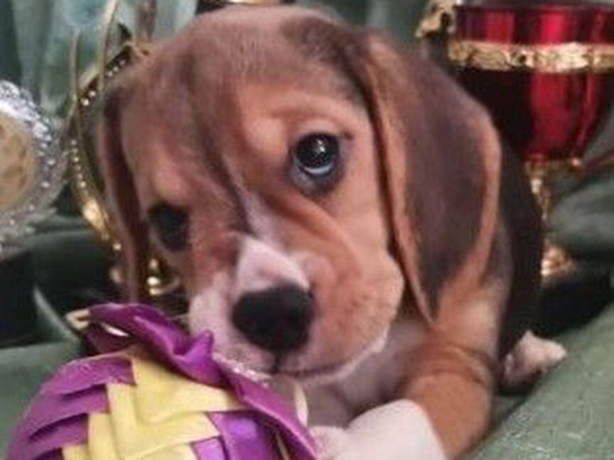 Бигль девочкааа