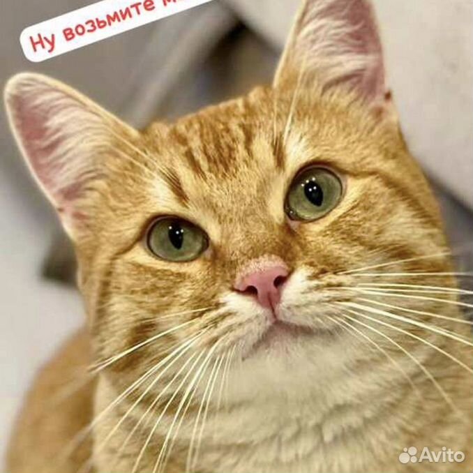 Рыжий кот, приносящий счастье