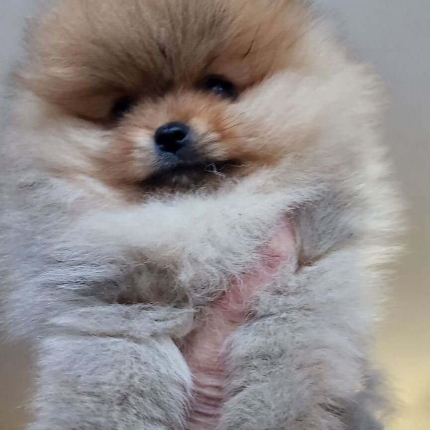 Померанские плюшечки