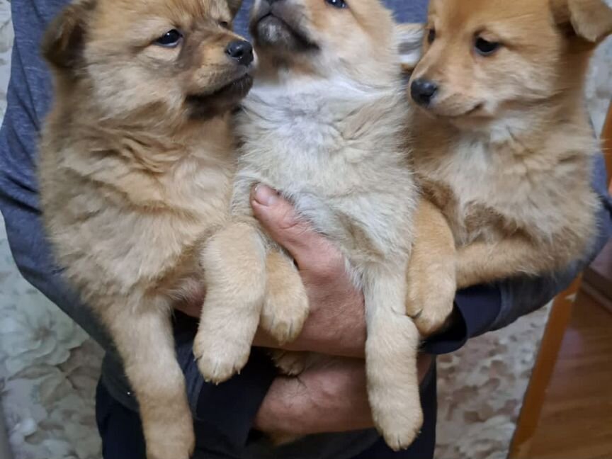 Щенки карело финской лайки