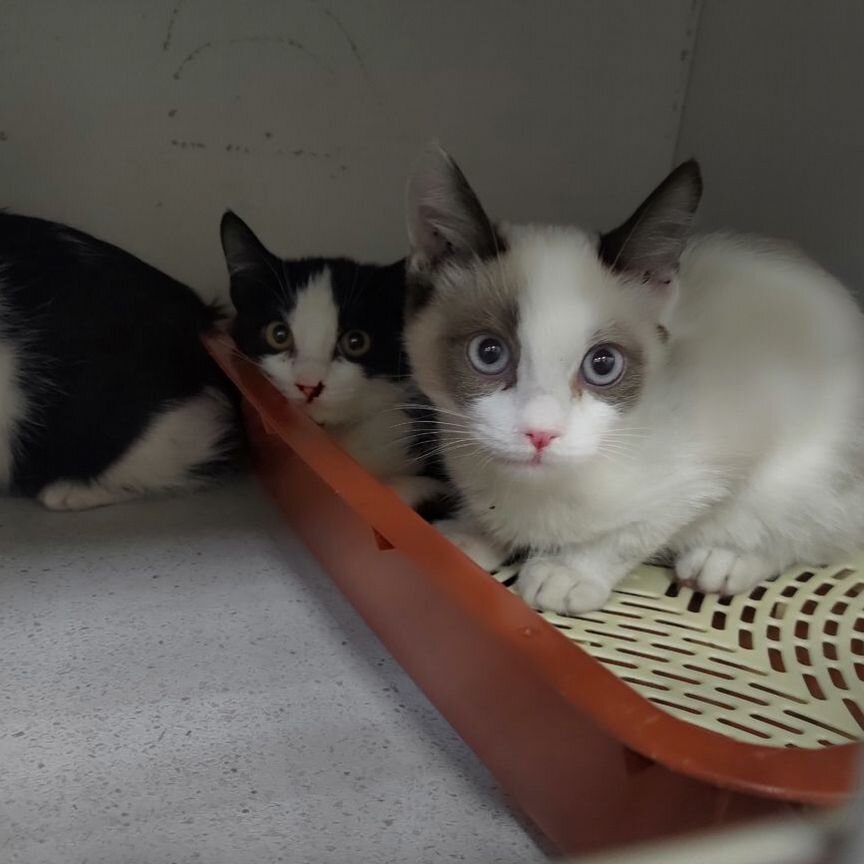 Котята в добрые руки