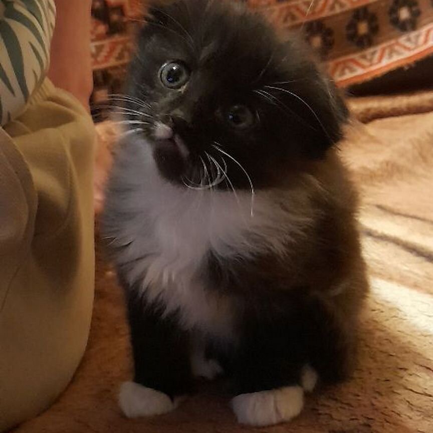 Шотландский вислоухий короткошёрстный котёнок