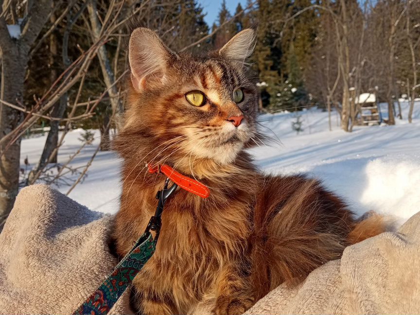 Мейн-кун Алиса