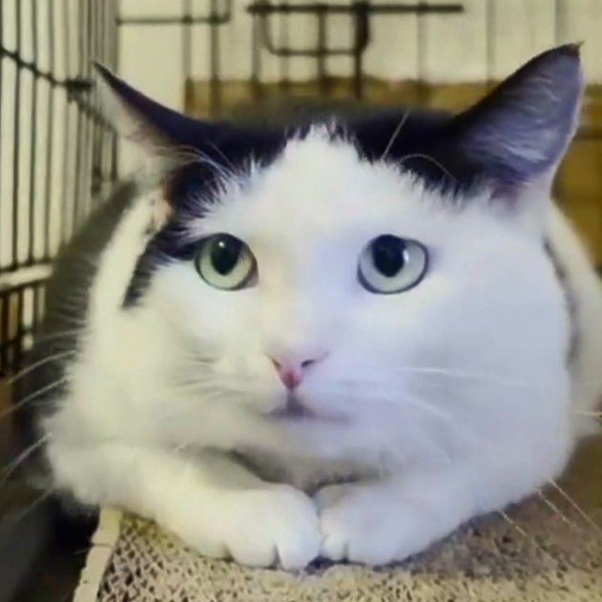 Британский короткошёрстный, взрослый кот