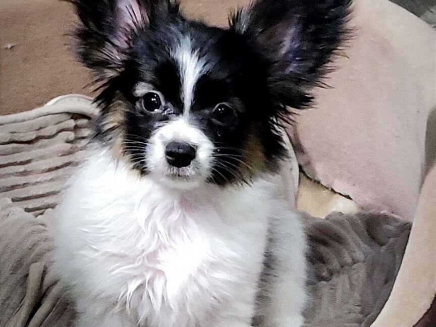 Щенки папийона