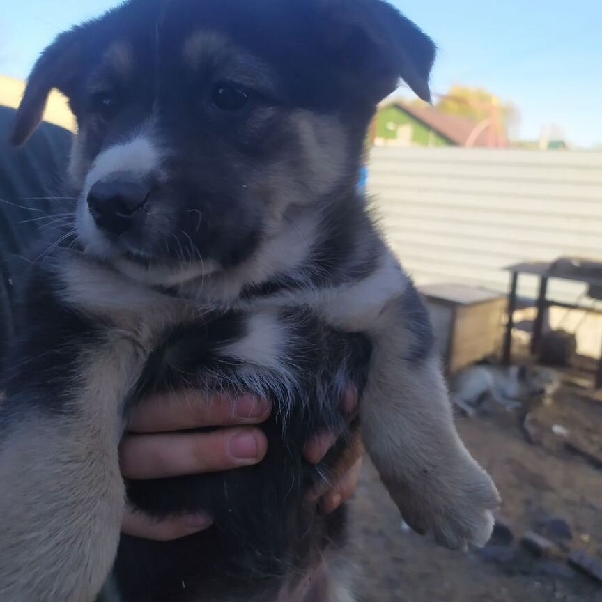 Щенок в добрые руки