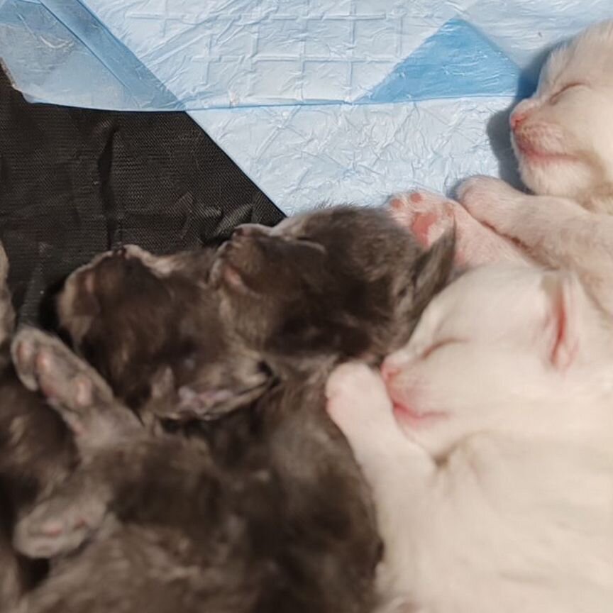 Мейн-кун котёнок