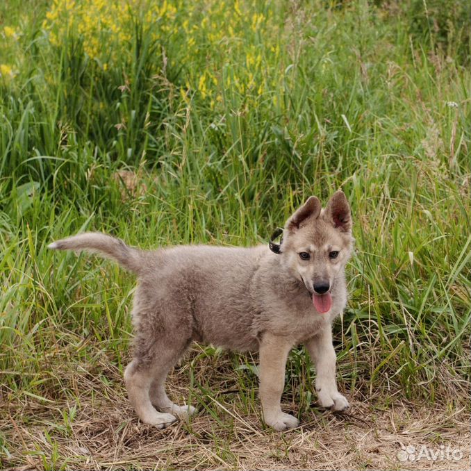 Щенок Волчок в добрые руки