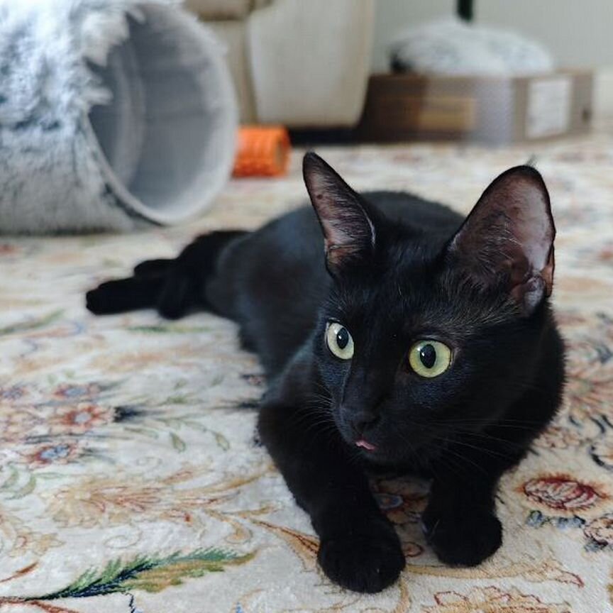 Чаузи котёнок