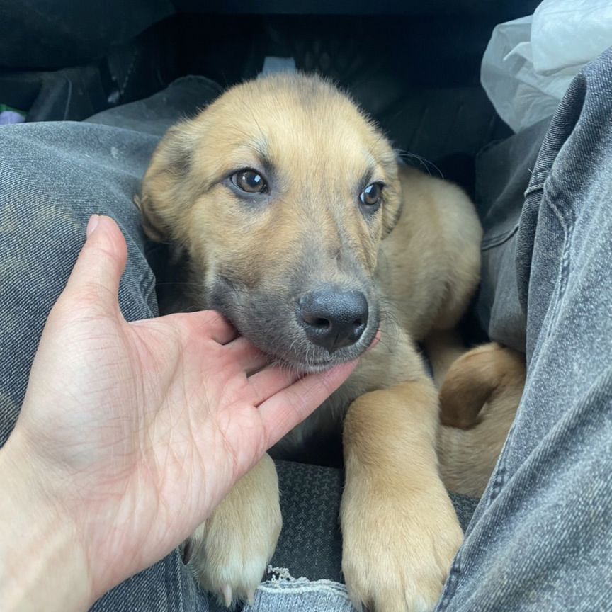 Щенок крупный