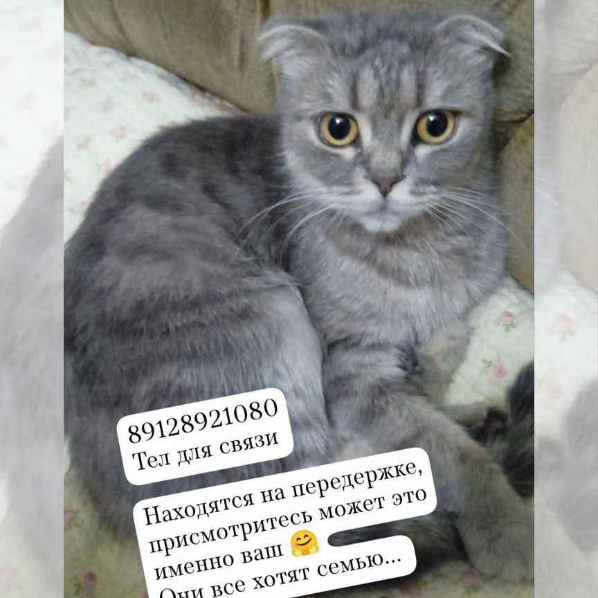 Котёнок в добрые руки