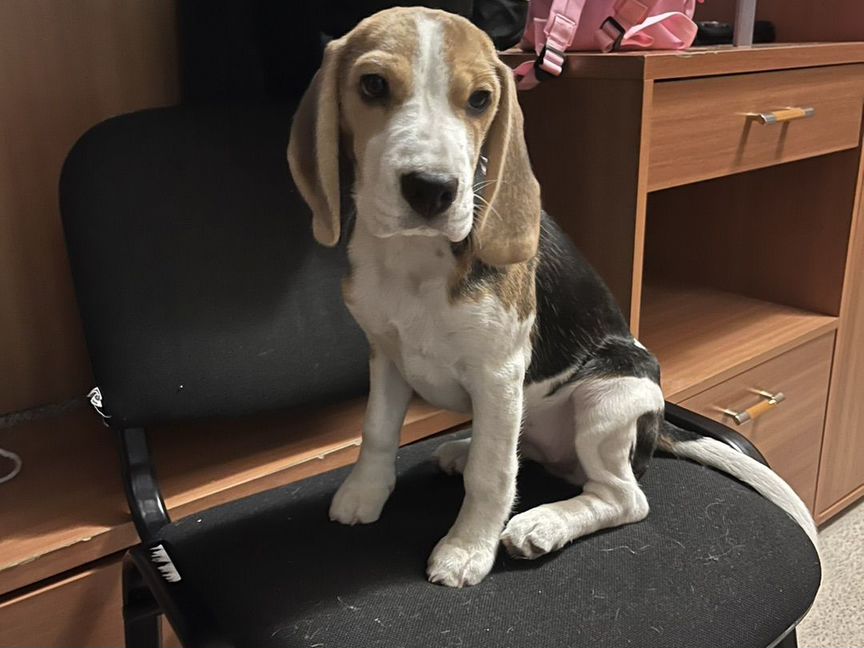 Собака бигль