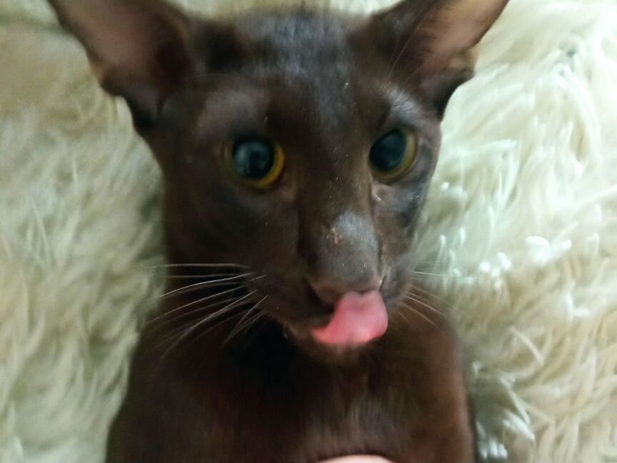 Ориентальный кот