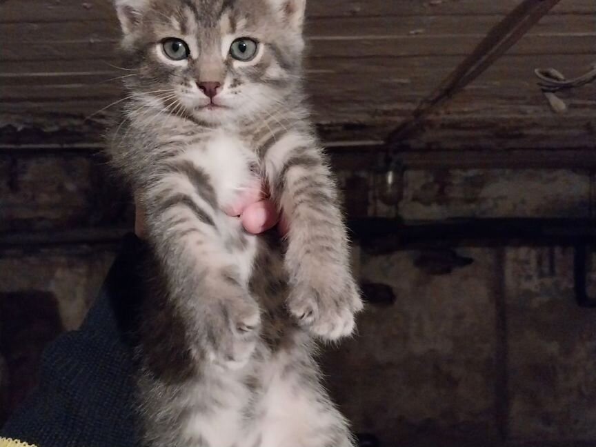 Котята Прекрасные из подвала
