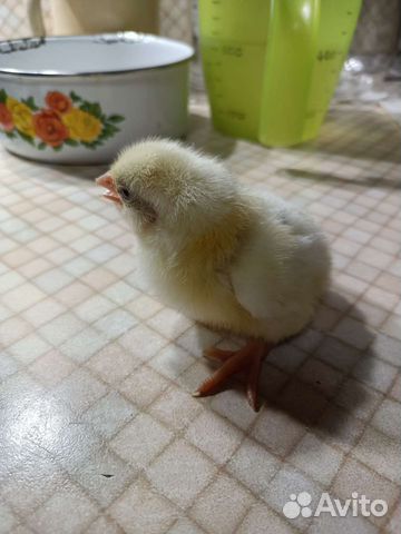 Цыплята бройлеры кобб 500 испания