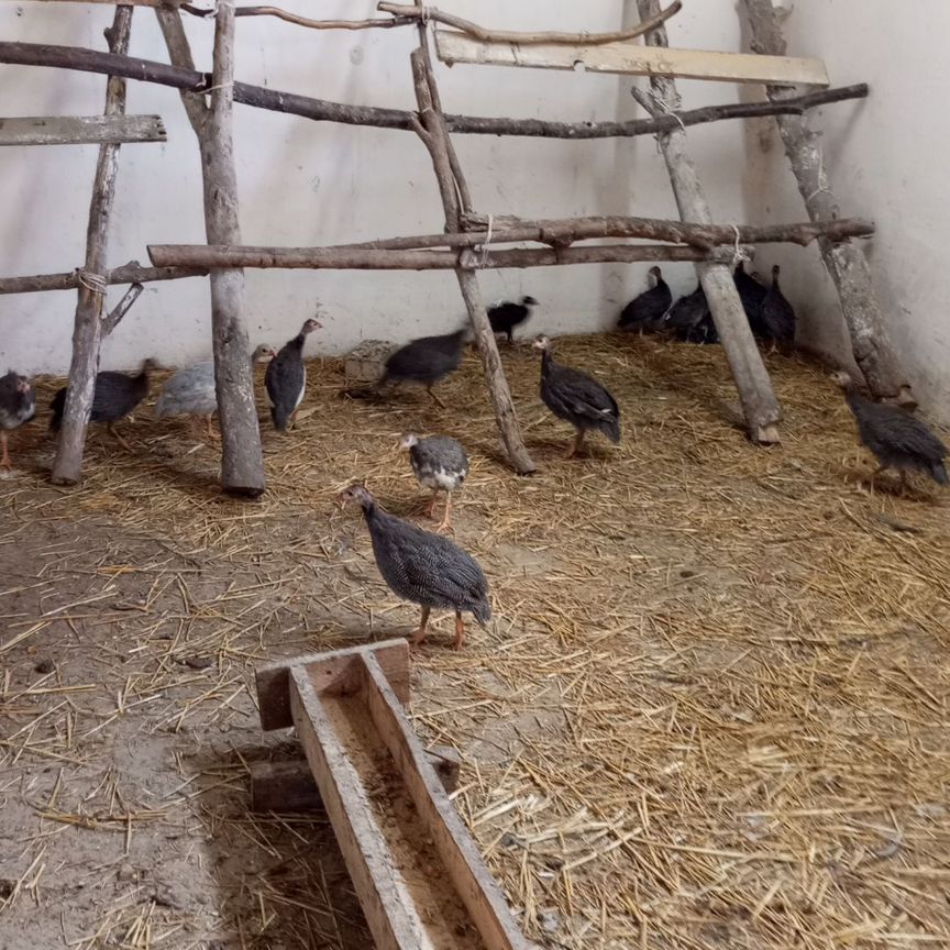 Цесарки 2,5 месяца