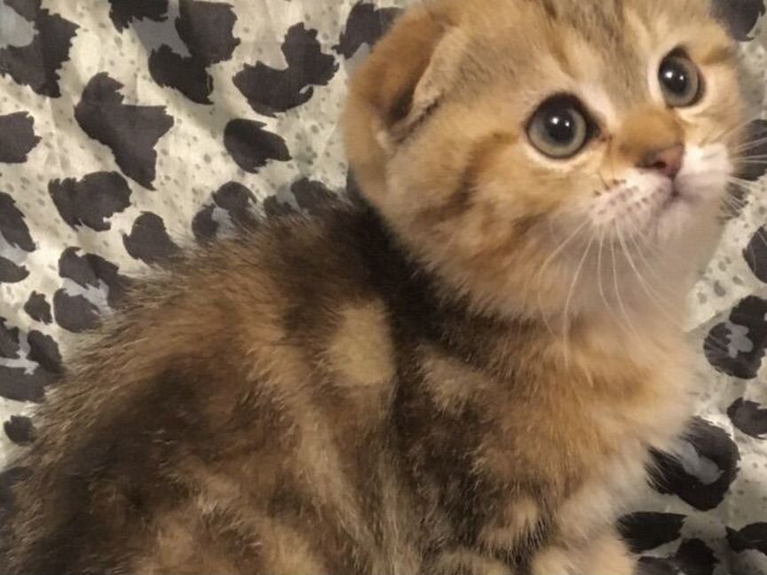 Шотландские котята