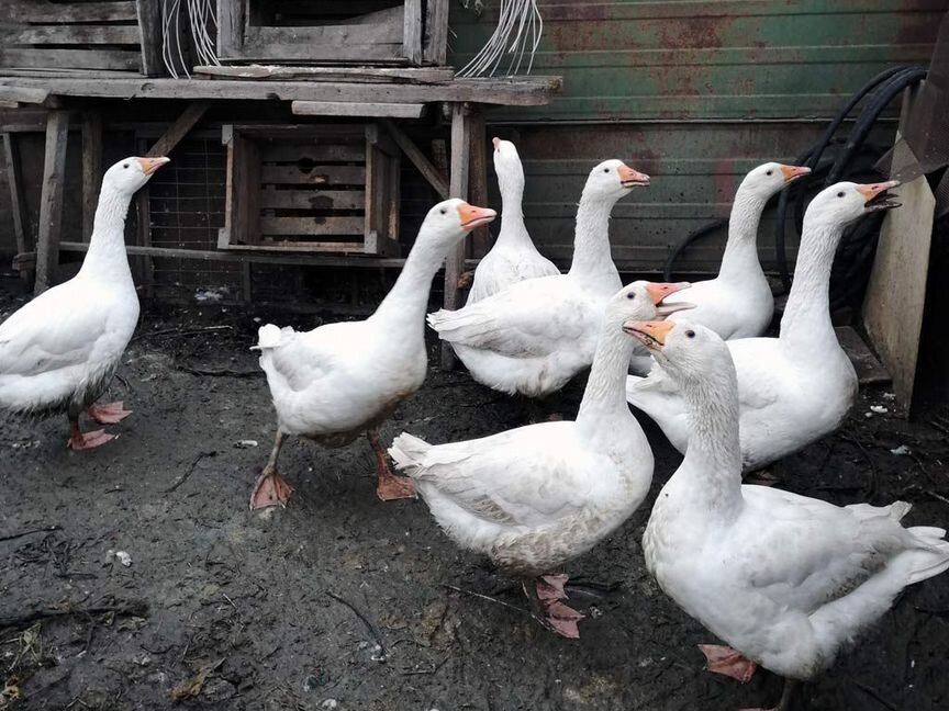 Гуси домашние