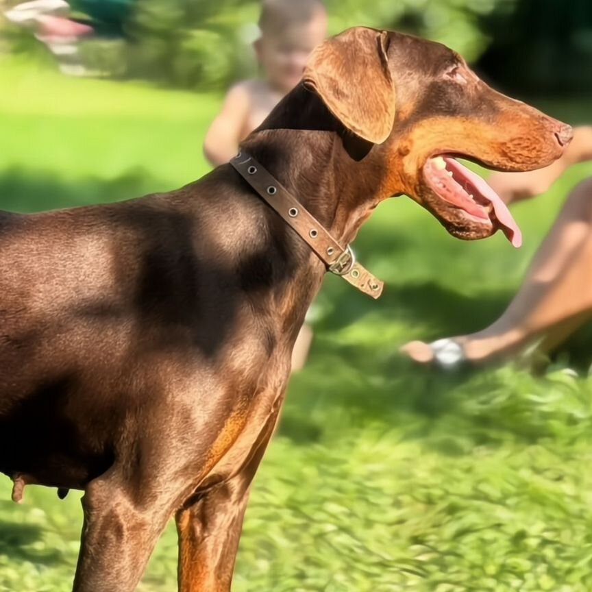 Доберман, взрослая собака