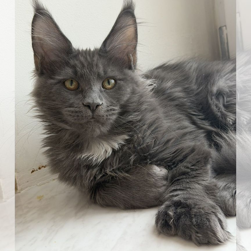 Мейн-кун котёнок