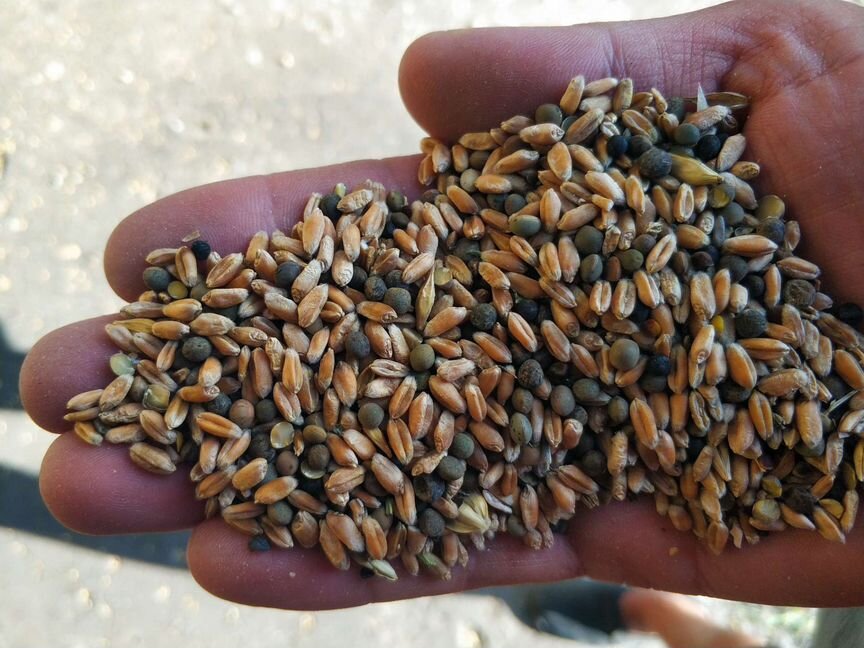 Озимая вико-пшеничная смесь