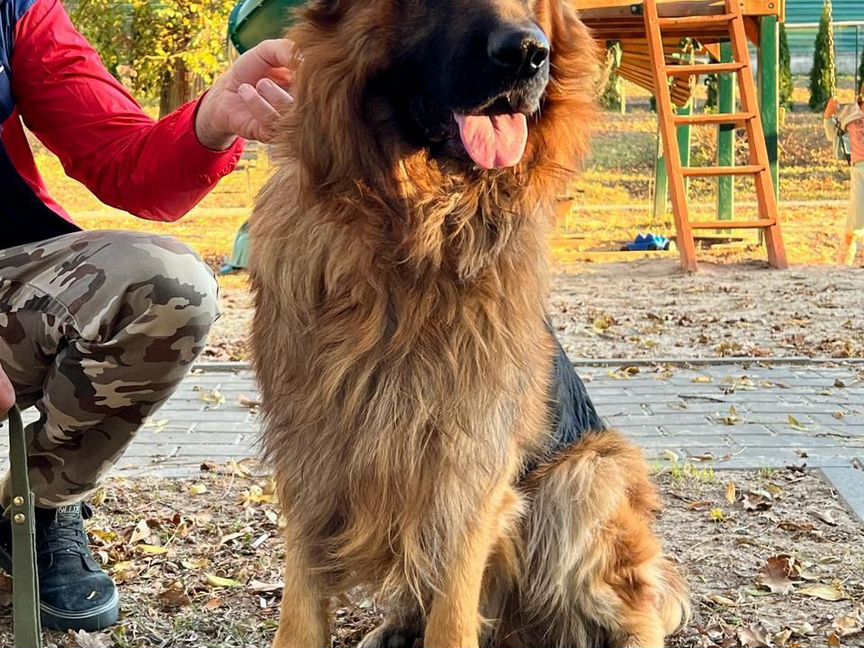 Немецкая овчарка длинношерстная (вязка)