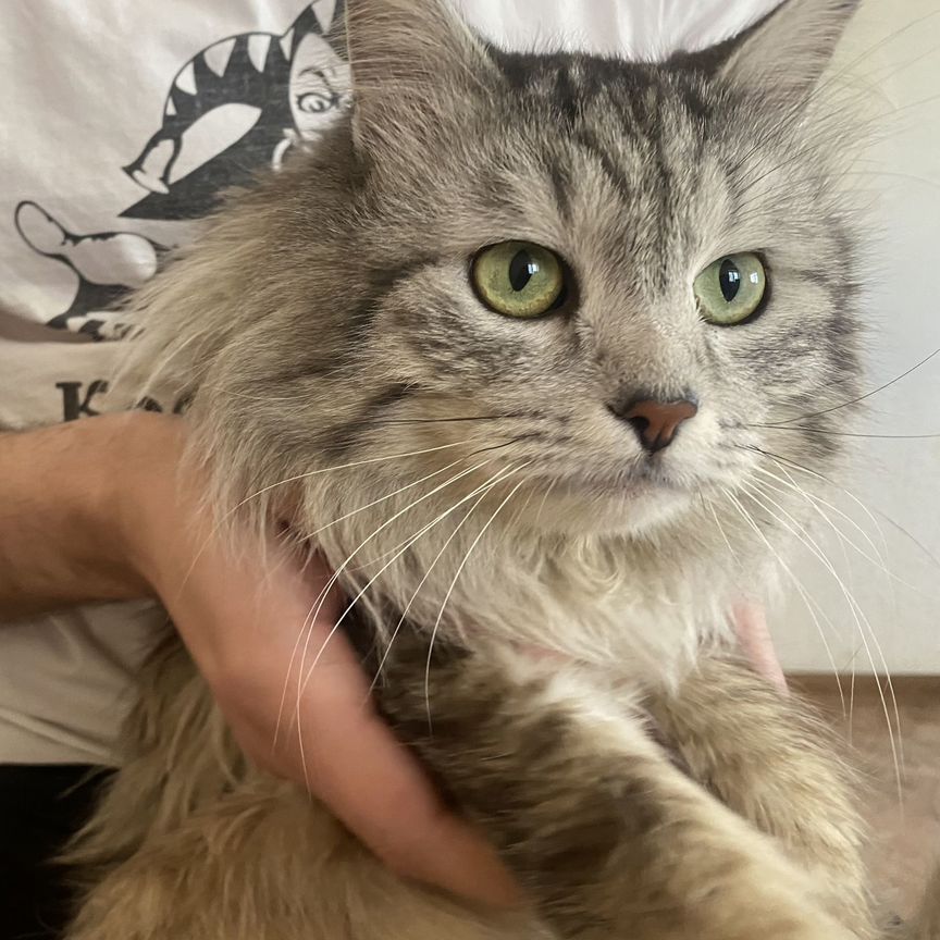 Роскошный сибирский кот