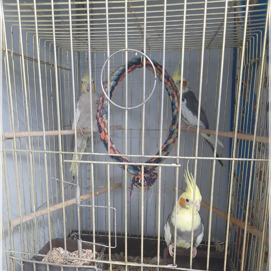 Попугаи корелла