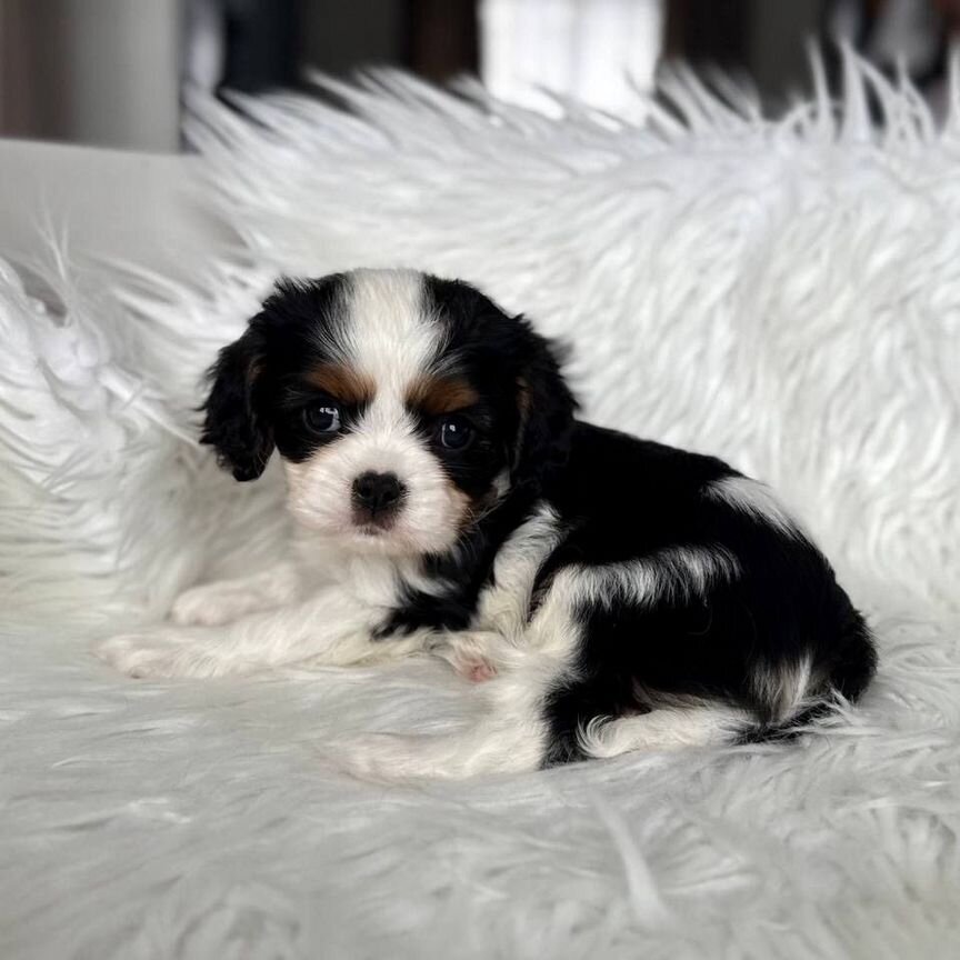 Кавалер кинг-чарльз-спаниель, щенок