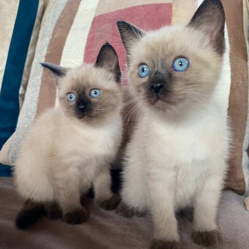 Тайские котята