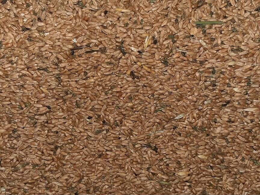 Продам чистую пшеницу и семечку