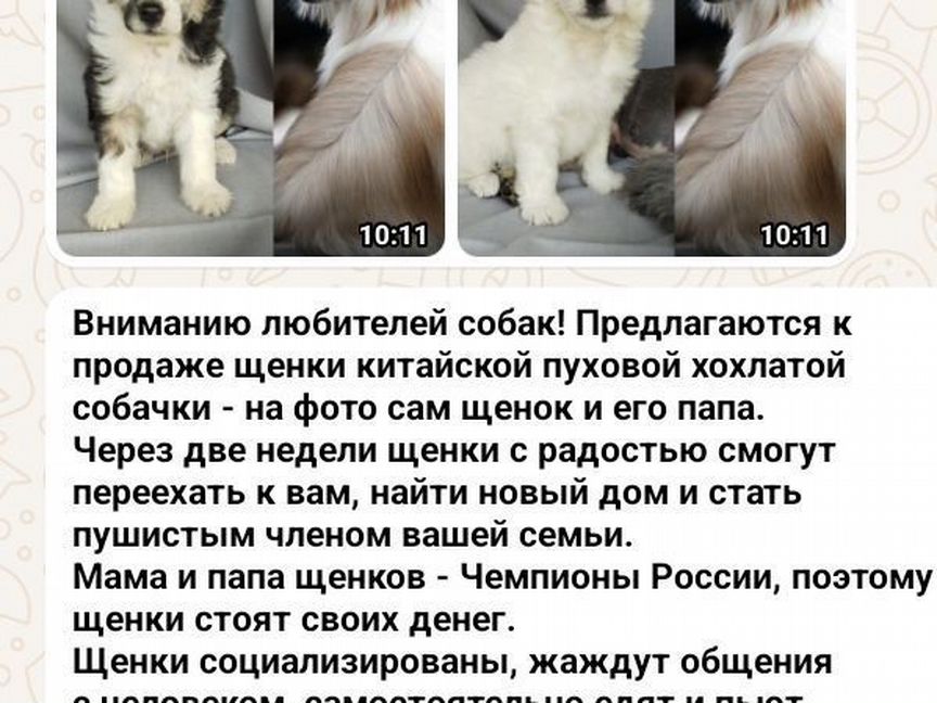 Продажа щенков