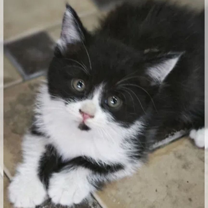 Котёнок в добрые руки