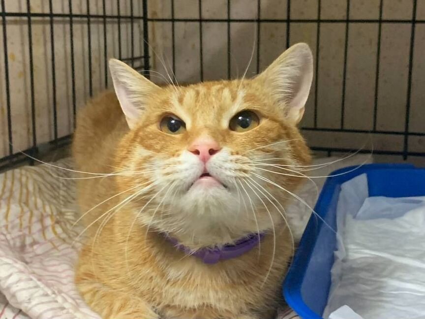 Котик в добрые руки