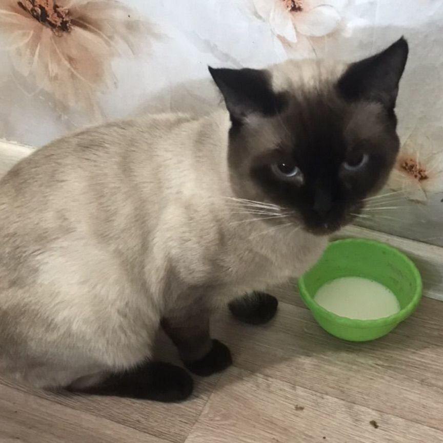 Сиамский котик