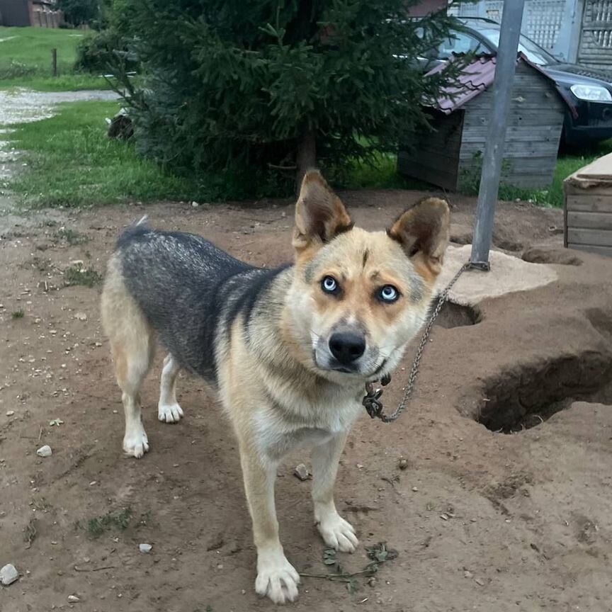 Собака в добрые руки