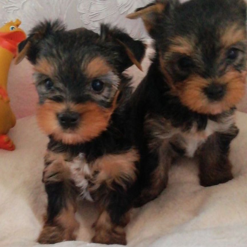 Йоркширский терьер, щенок