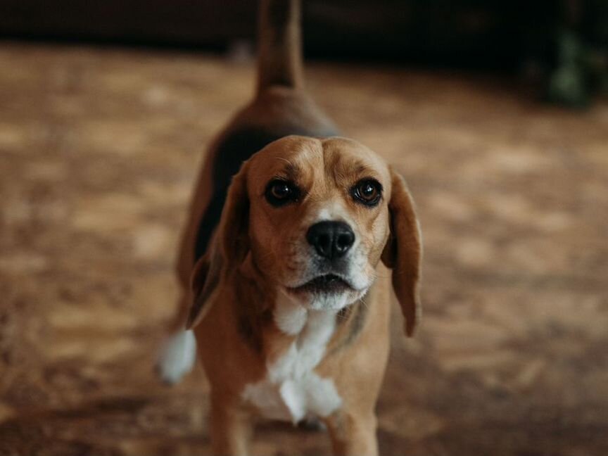 Отдам собаку Бигль