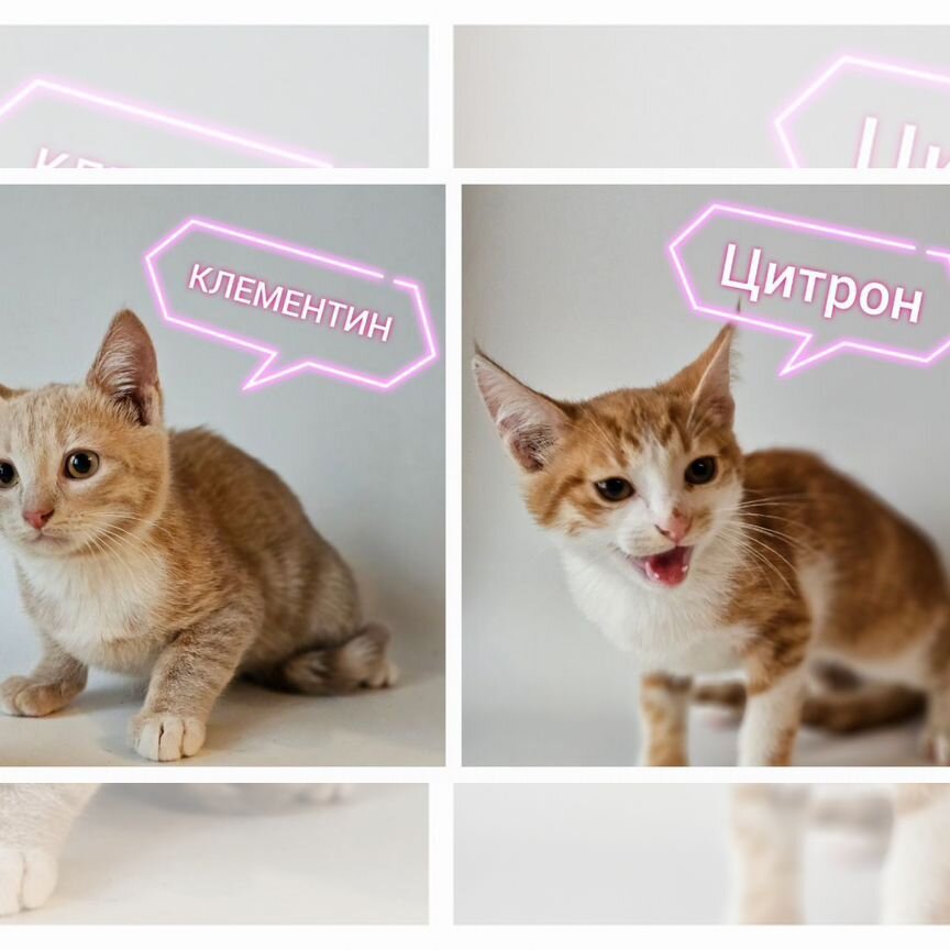 Солнечные рыжики в добрые руки