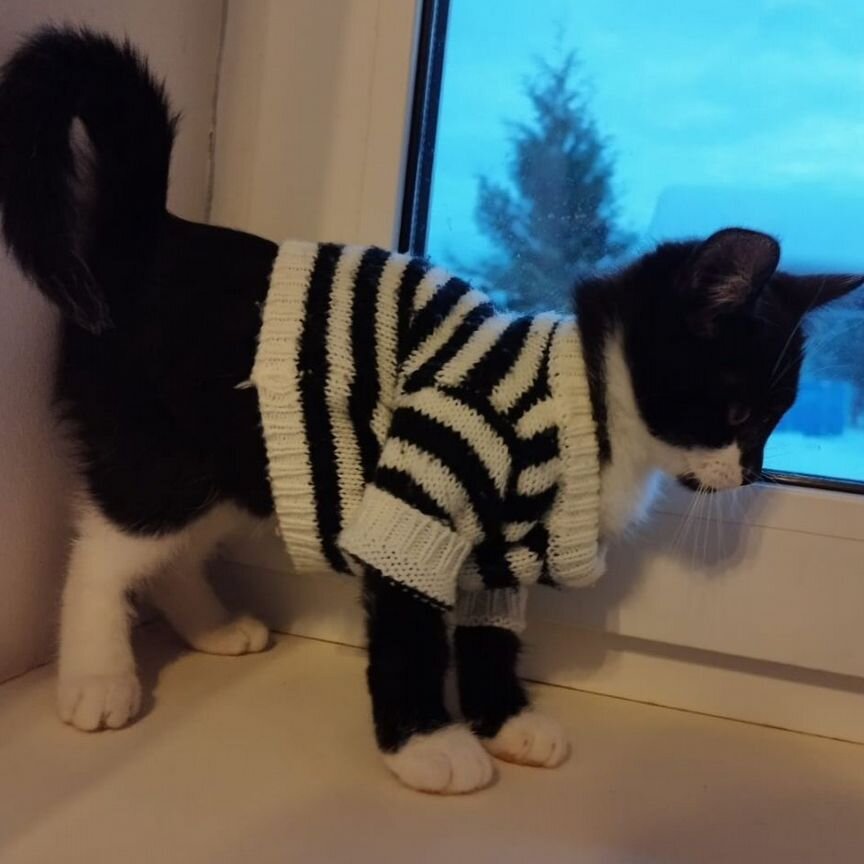 Котик в добрые руки