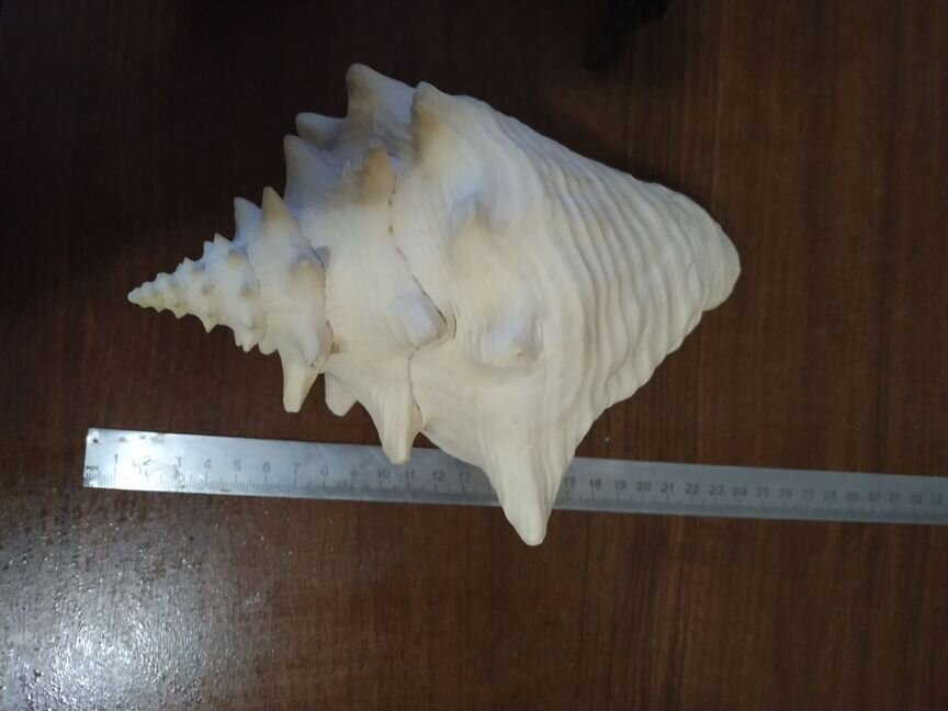 Ракушка+ коряги