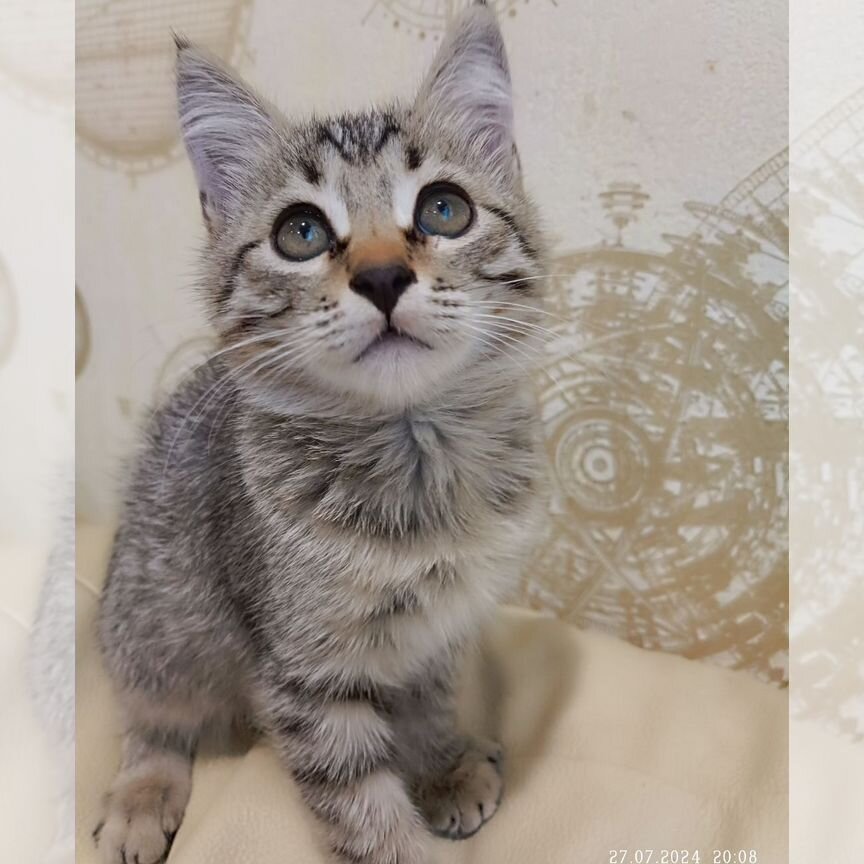 Найден котёнок